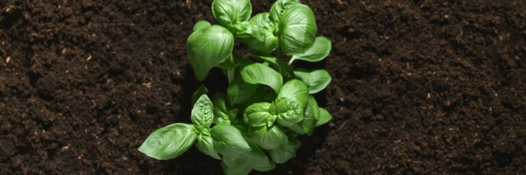 Understanding Basil Plant Temperature Tolerance